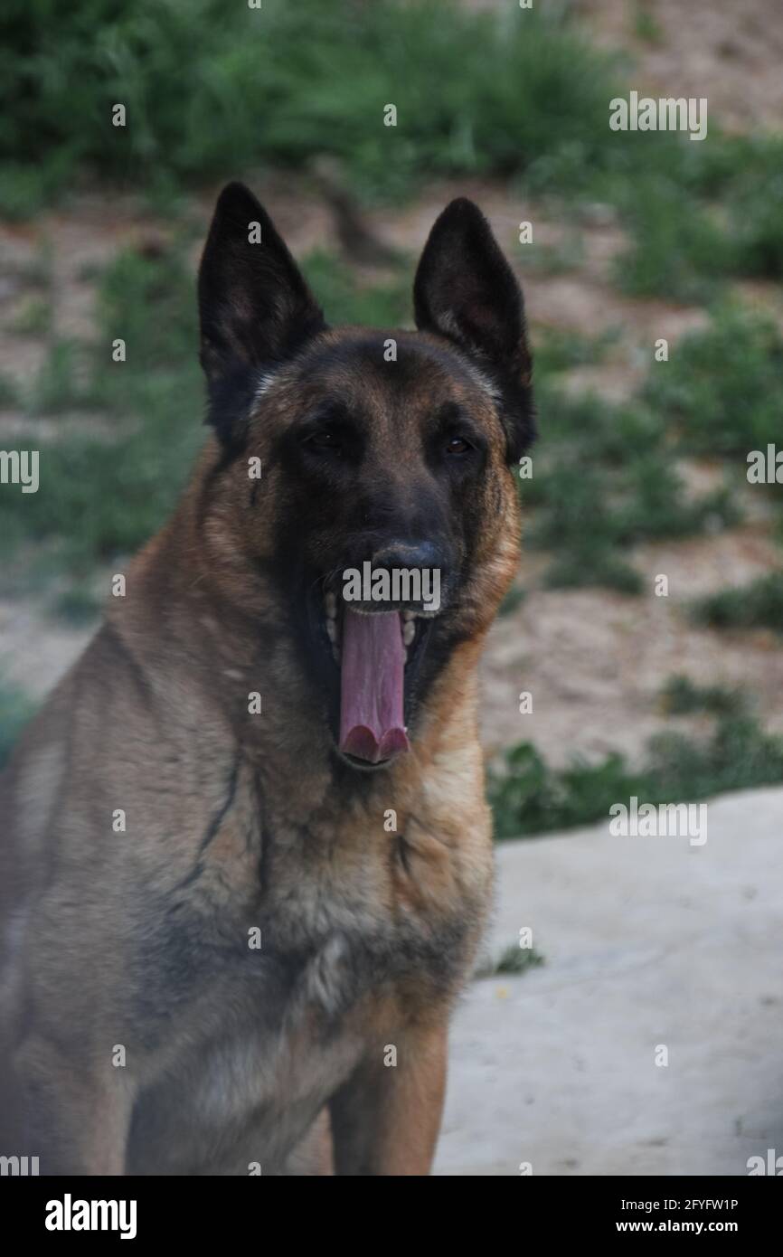 Vertical shot of a fluffy German shepherd dog with an open mouth on the ...