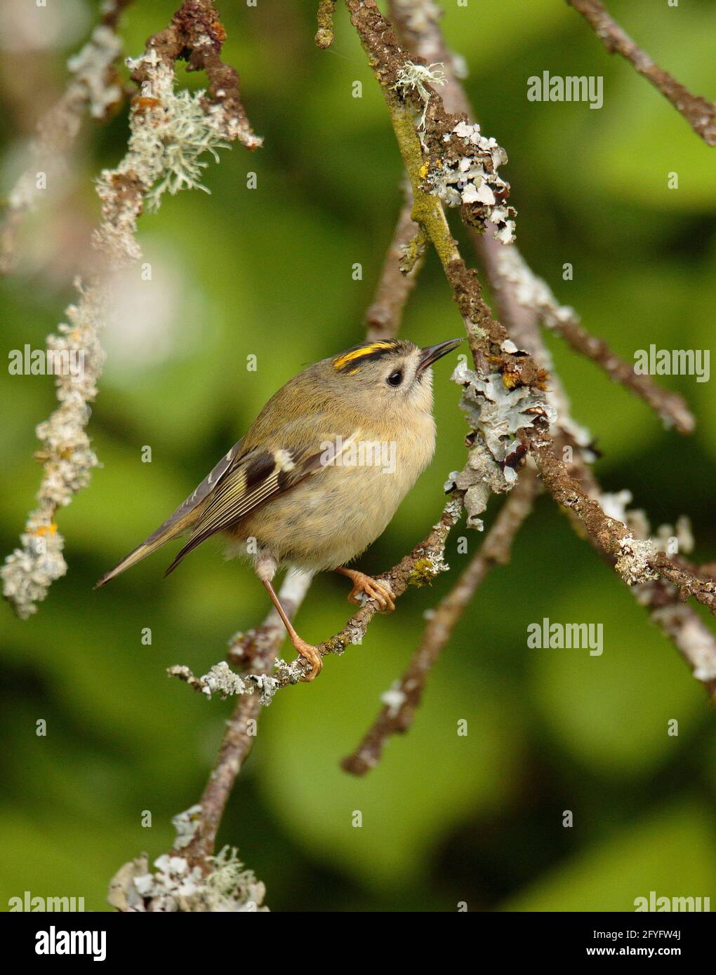 Goldcrest uk flight hi-res stock photography and images - Alamy