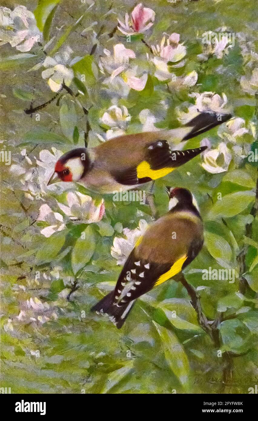 The goldfinch artwork hi-res stock photography and images - Alamy