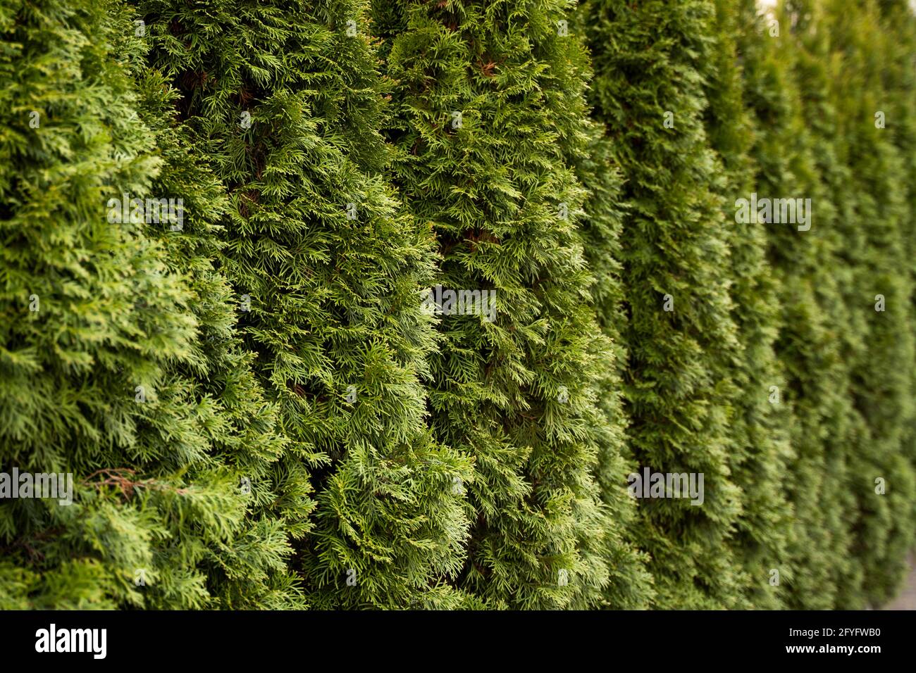 Green hedge of thuja trees. Closeup fresh green branches of thuja trees ...