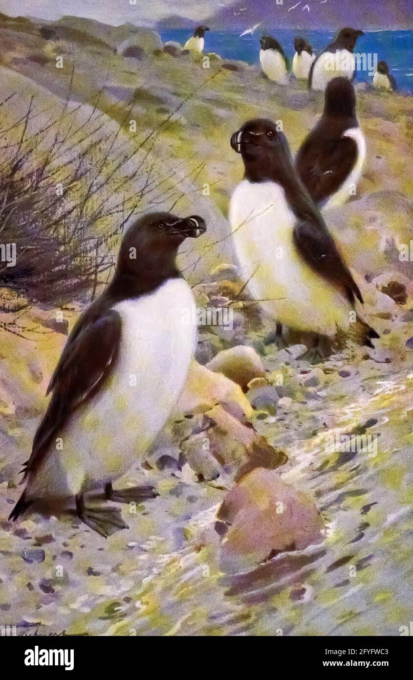 Seabird auk family hi-res stock photography and images - Alamy