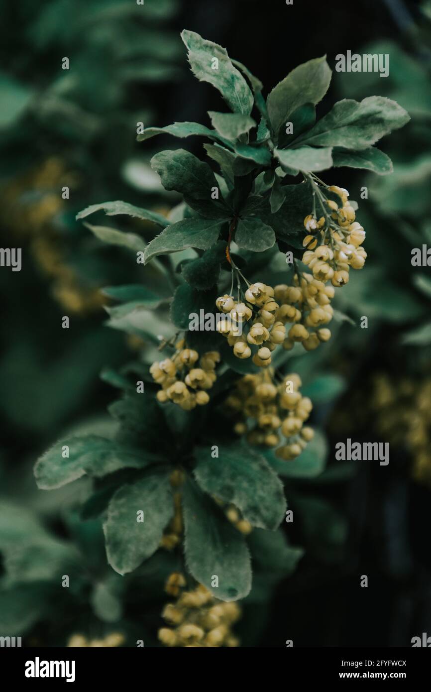 Clustered barberry hi-res stock photography and images - Alamy