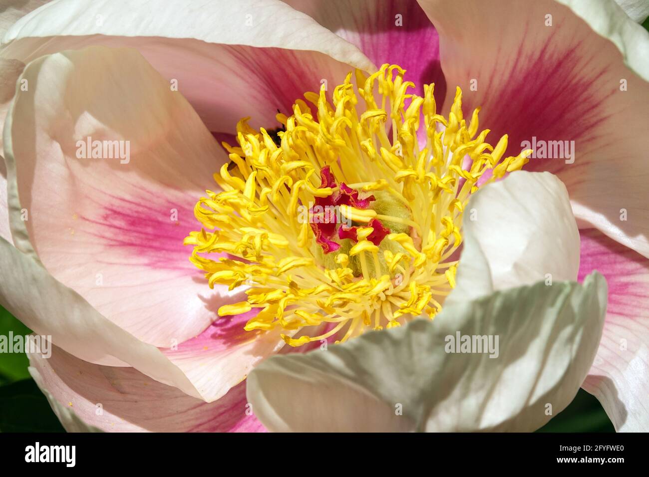 Cup Shaped Flowers High Resolution Stock Photography and Images - Alamy