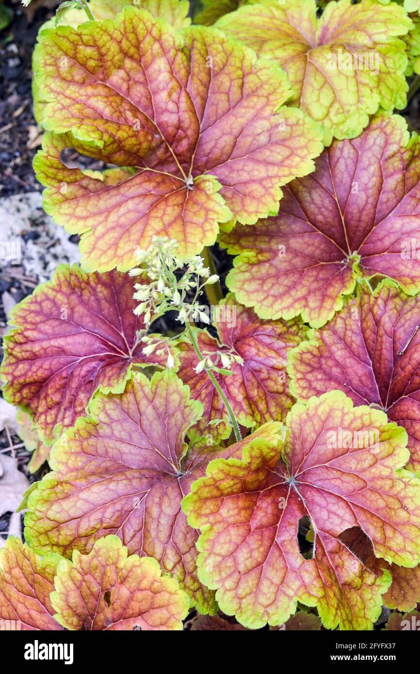 Garden heucheras foliage perennial leaves plants hi-res stock ...