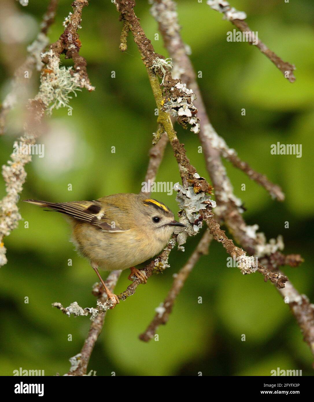 Smallest breeding bird uk hi-res stock photography and images - Alamy