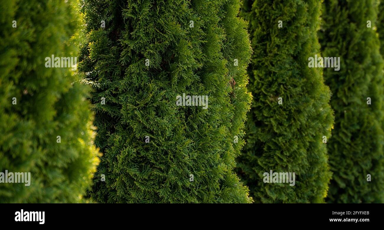 Green hedge of thuja trees. Closeup fresh green branches of thuja trees ...