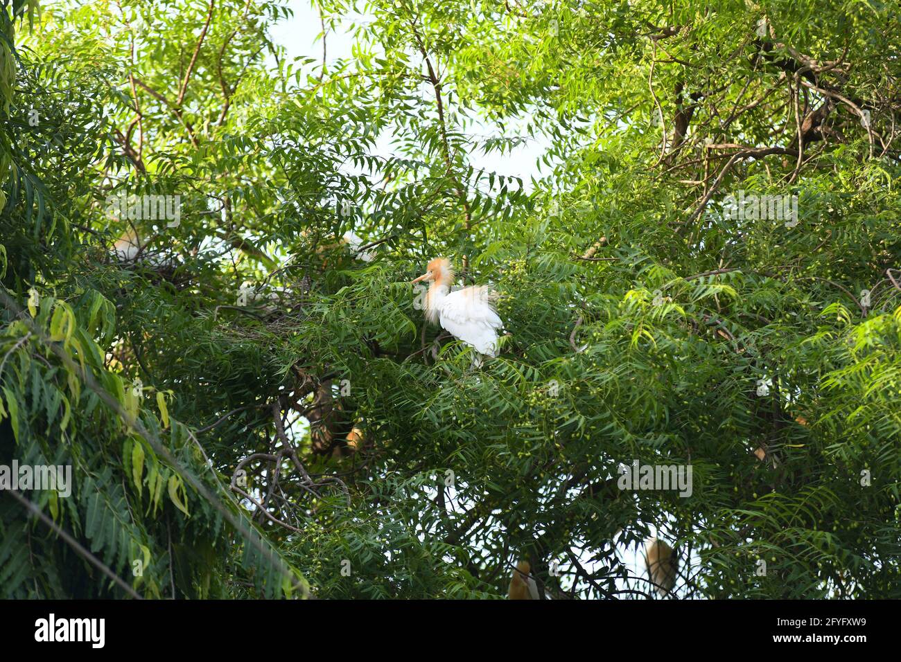 Beawar, Rajasthan, India, May 27, 2021: Portrait of a cattle egret bird ...