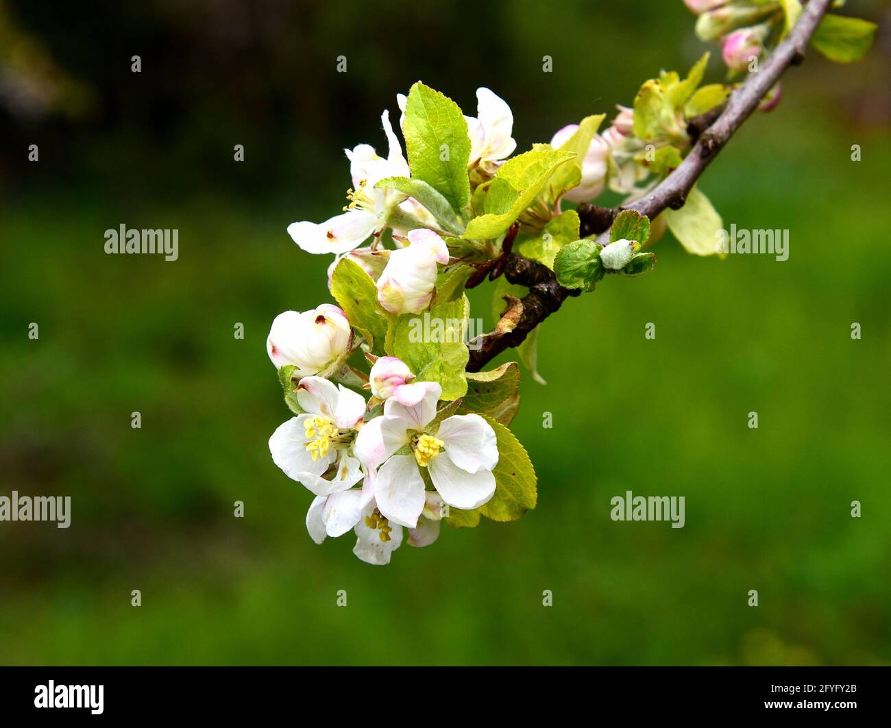 The Blossoms of the apple tree in spring Stock Photo - Alamy