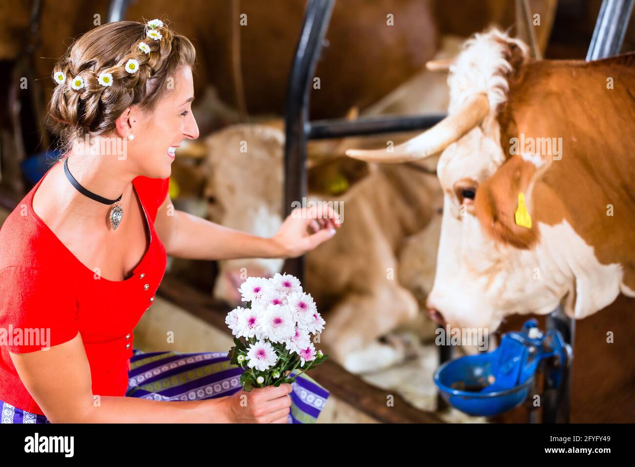 Touching cow hi-res stock photography and images - Alamy