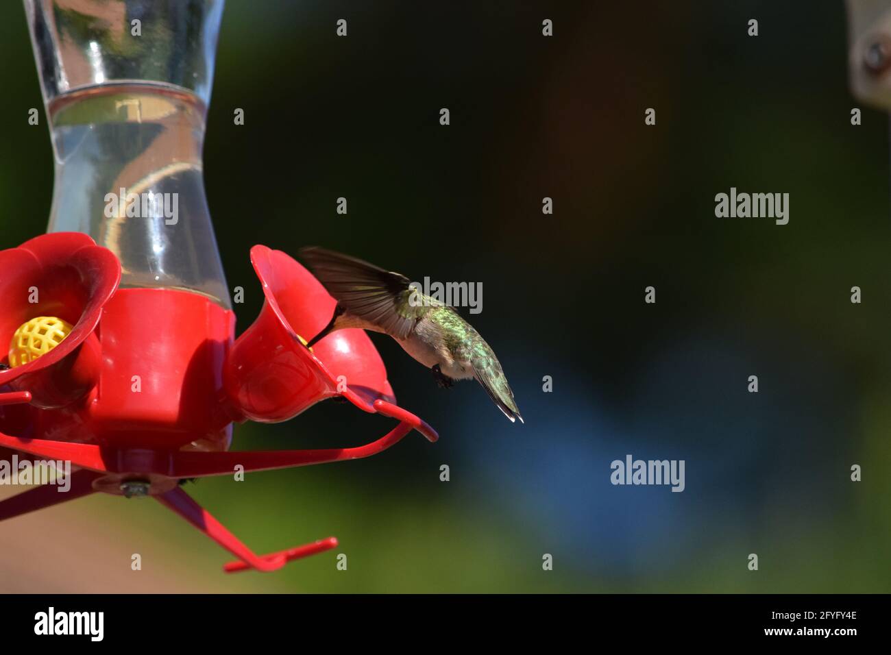 Humming animals hi-res stock photography and images - Alamy