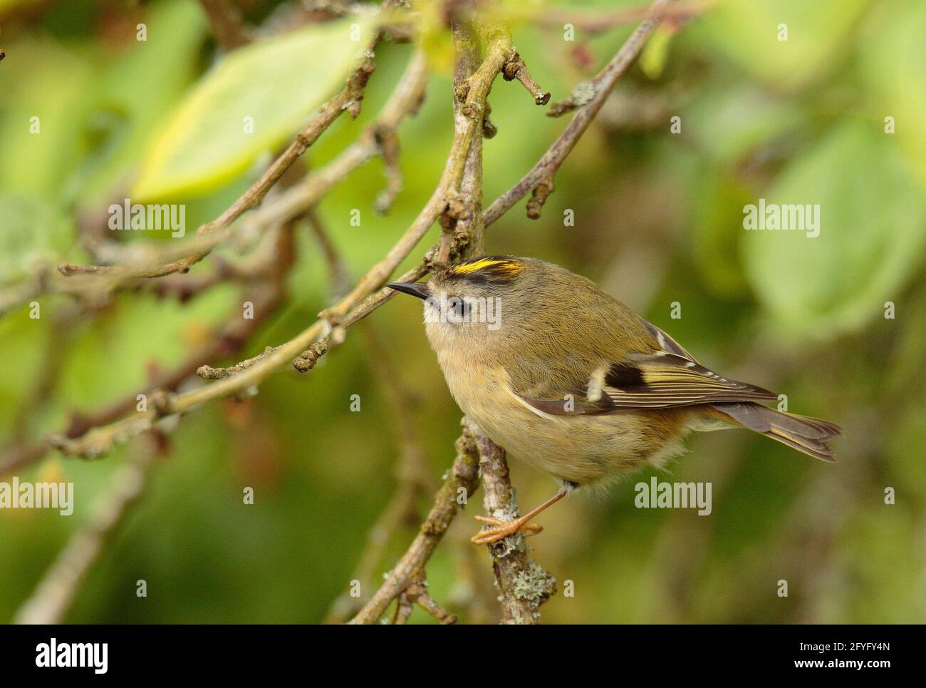 Goldcrest woodland bird hi-res stock photography and images - Alamy