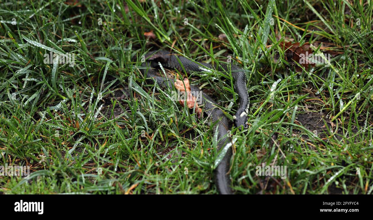 Dead snake on a dirt road Stock Photo - Alamy