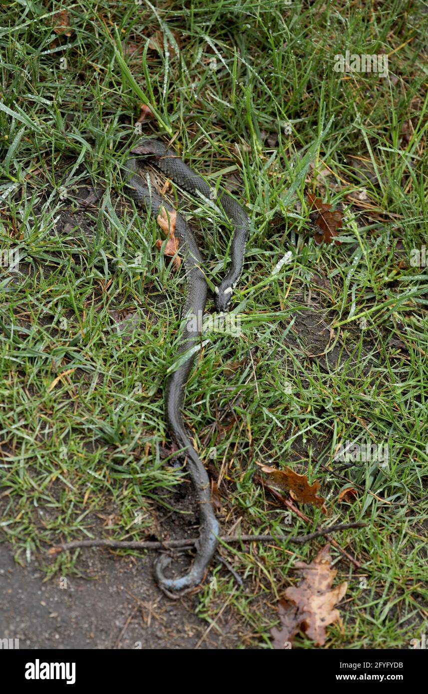 Dead snake on a dirt road Stock Photo - Alamy
