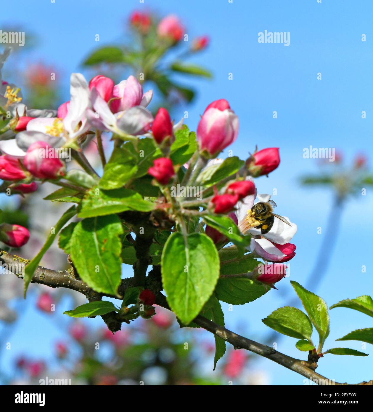 Insect may bee flies hi-res stock photography and images - Alamy