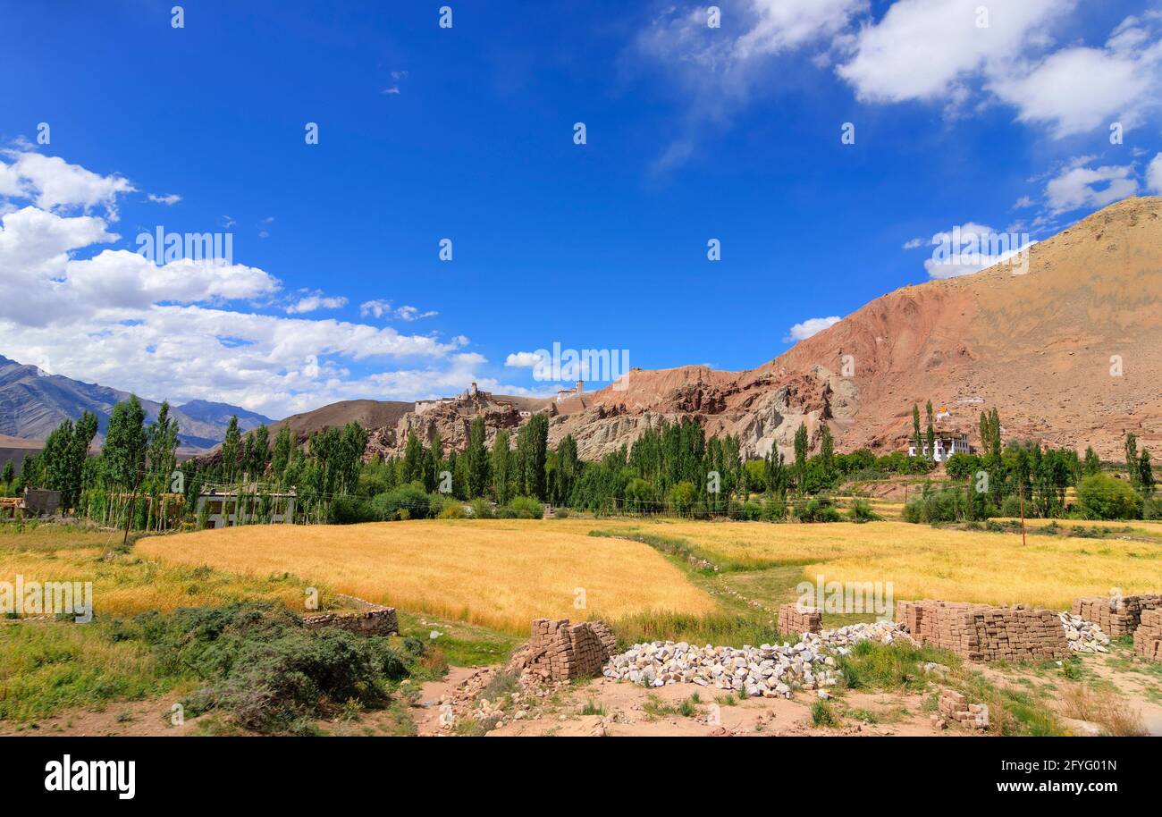 Yellow Wheat farming at Basgo Ladakh - under blue cloudy valley Stock ...