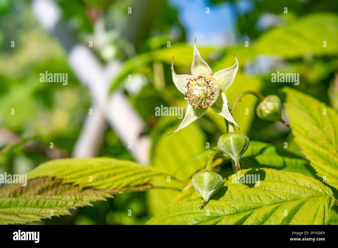 White raspberry flower and buds, close up. Rubus idaeus bush or shrub ...