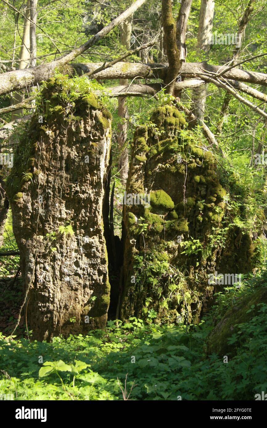 Clifton Gorge State Nature Preserve, OH, USA. Large standing boulder ...