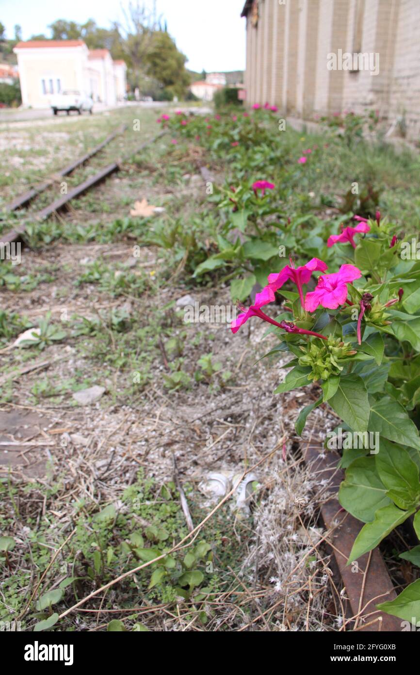 purple flowers growing on deserted train tracks Stock Photo - Alamy
