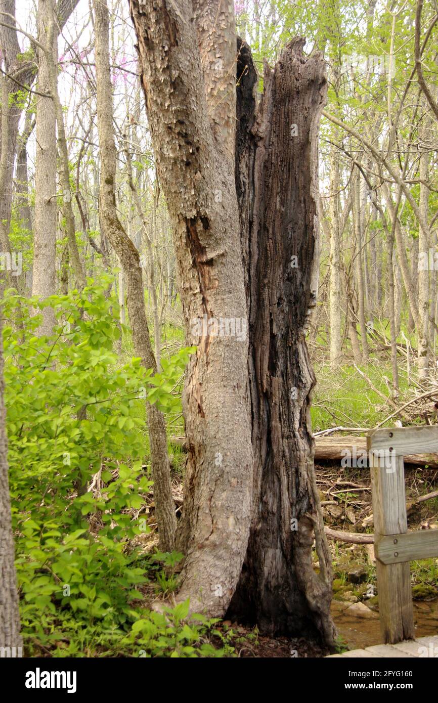 Dead standing tree hi-res stock photography and images - Alamy