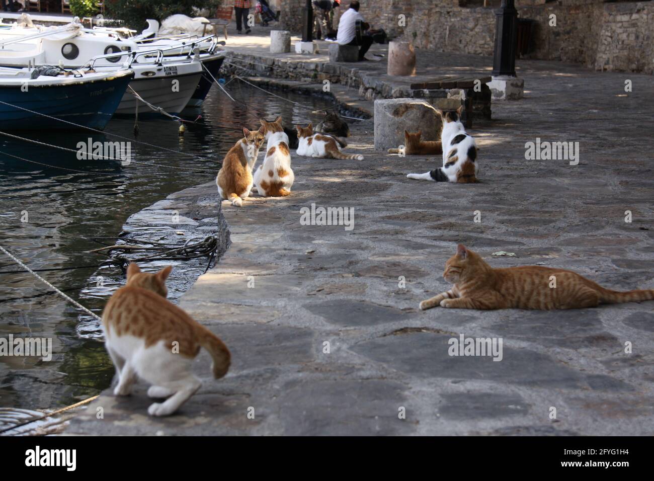 Group of stray cats hi-res stock photography and images - Alamy