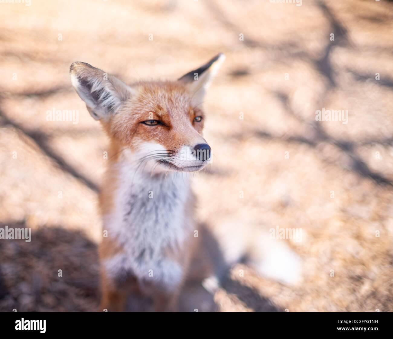 Fox face close up hi-res stock photography and images - Alamy