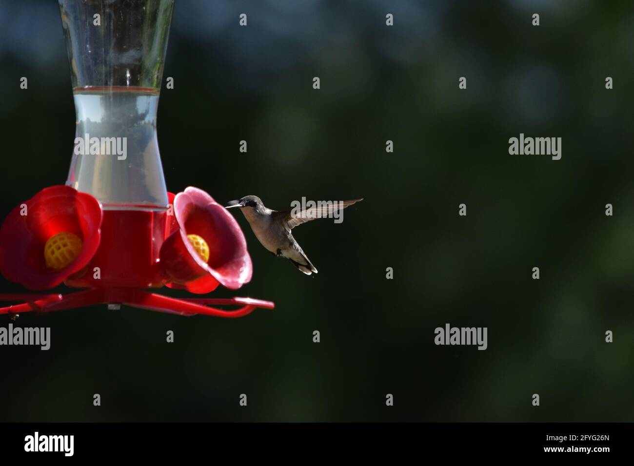 Hummingbird at feeder Stock Photo - Alamy