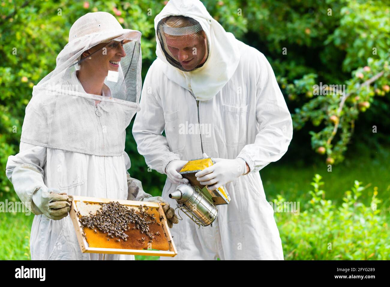 Beekeeper with smoker controlling beehive and comb frame Stock Photo ...