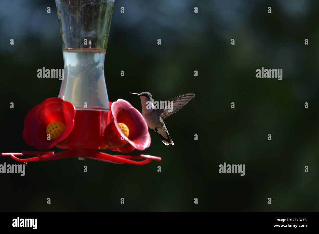 Hummingbird at feeder Stock Photo - Alamy