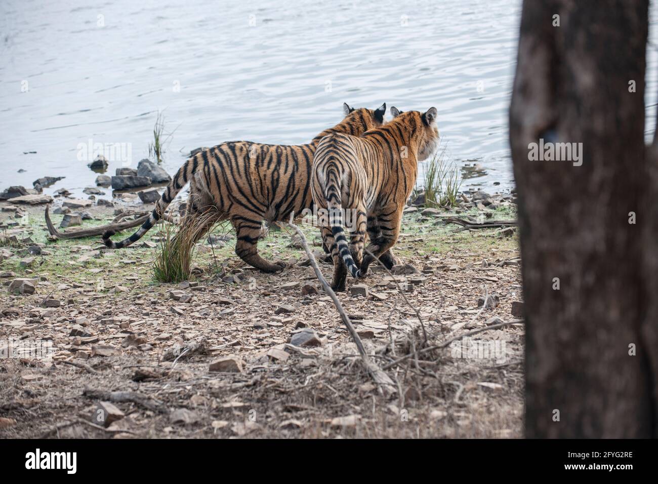Two tigers by the lake hi-res stock photography and images - Alamy