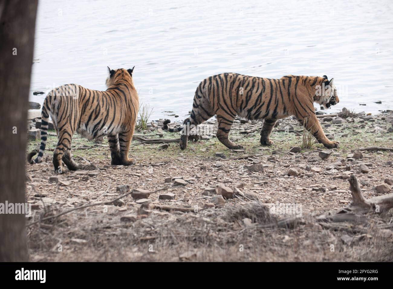 Two tigers by the lake hi-res stock photography and images - Alamy