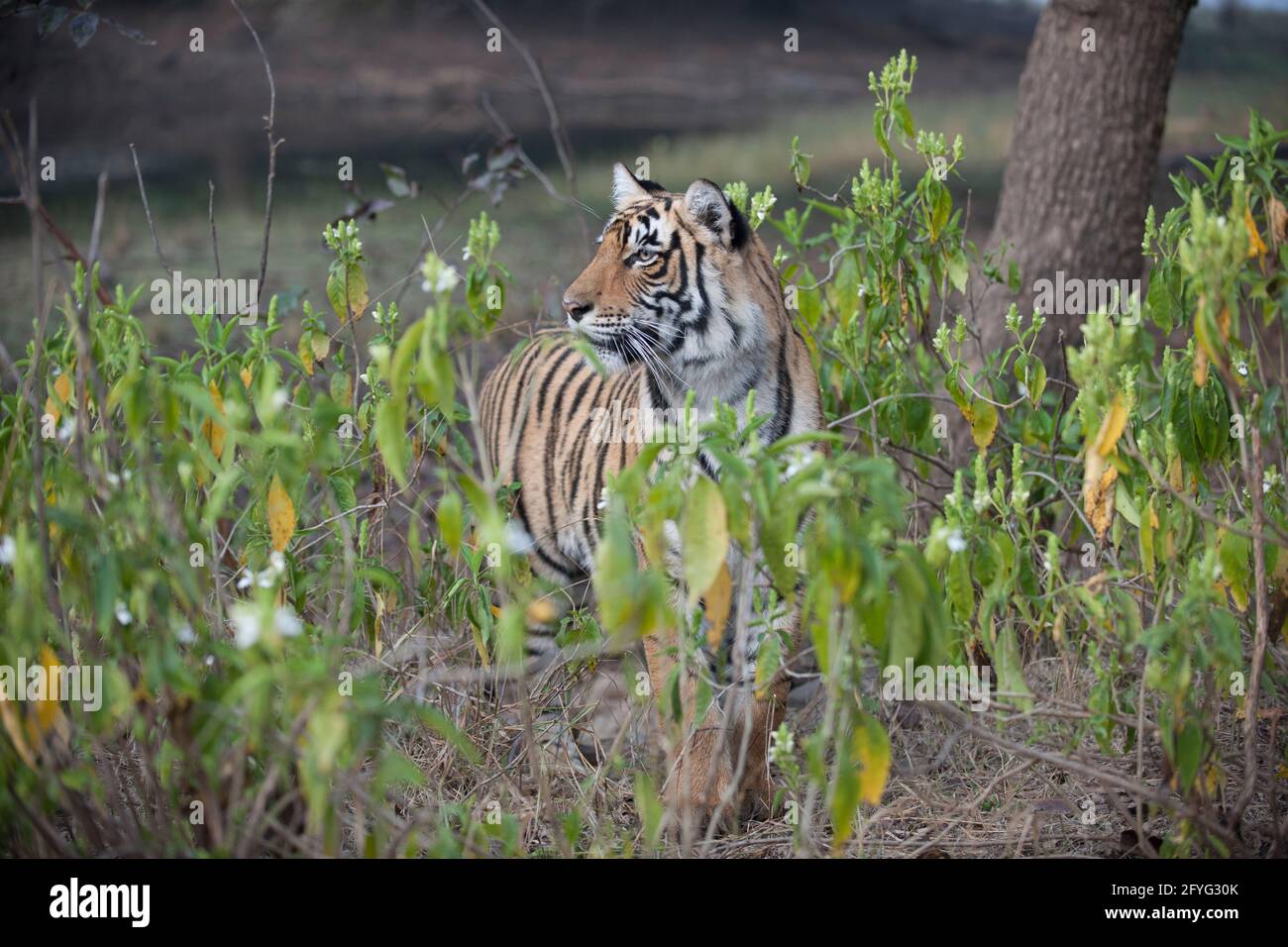 Tiger Camouflage in jungle Stock Photo - Alamy