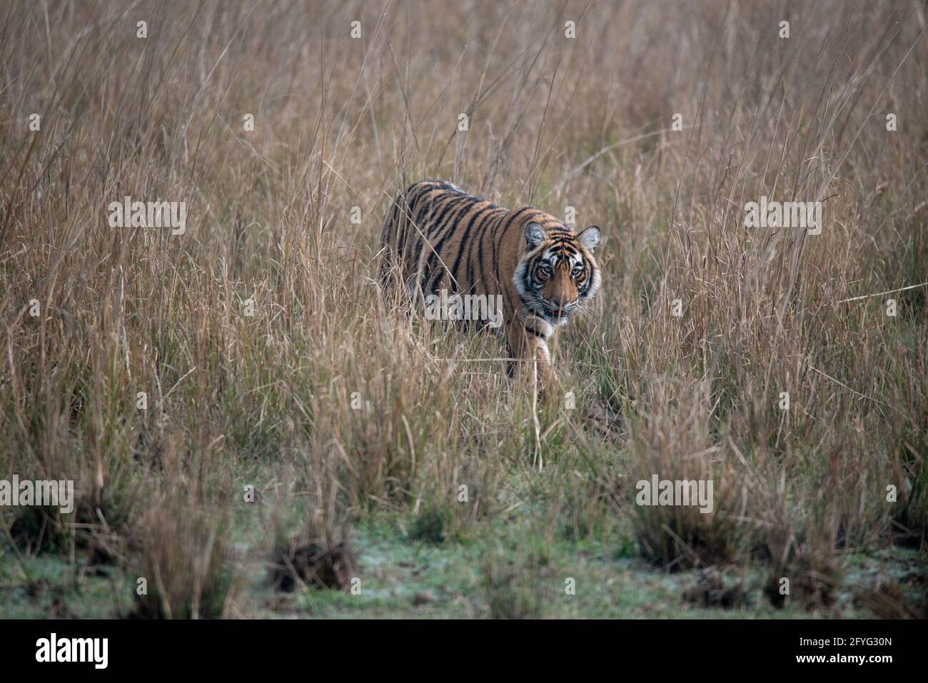 Tiger camouflage hi-res stock photography and images - Alamy