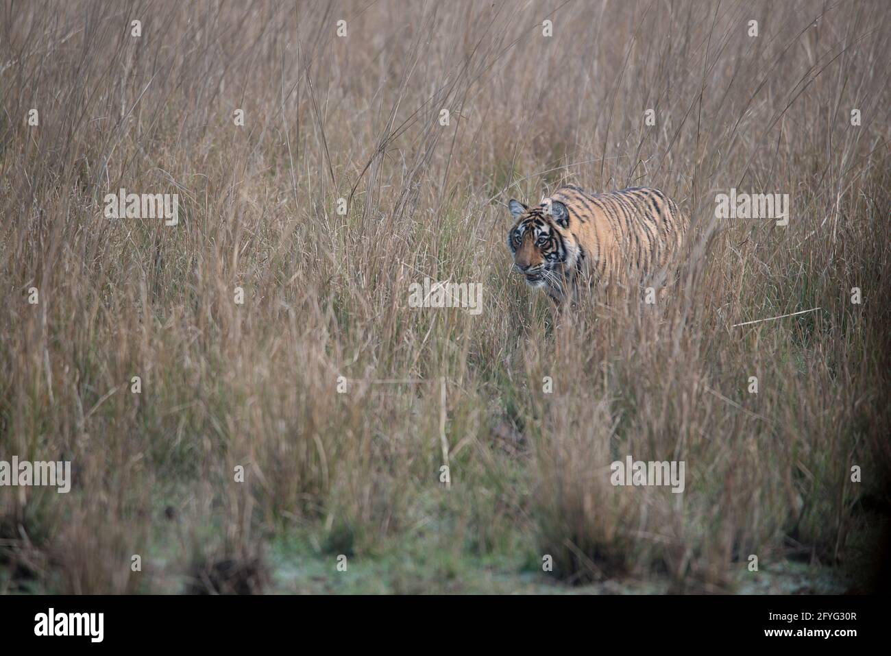 Tiger Camouflage in jungle Stock Photo - Alamy