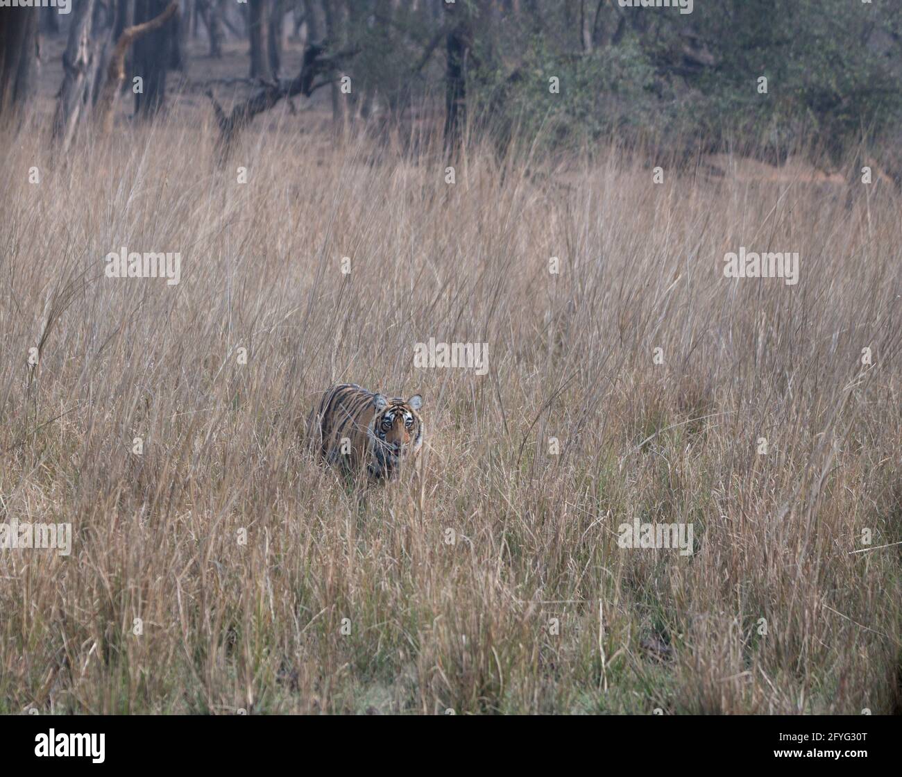 Tiger Camouflage in jungle Stock Photo - Alamy