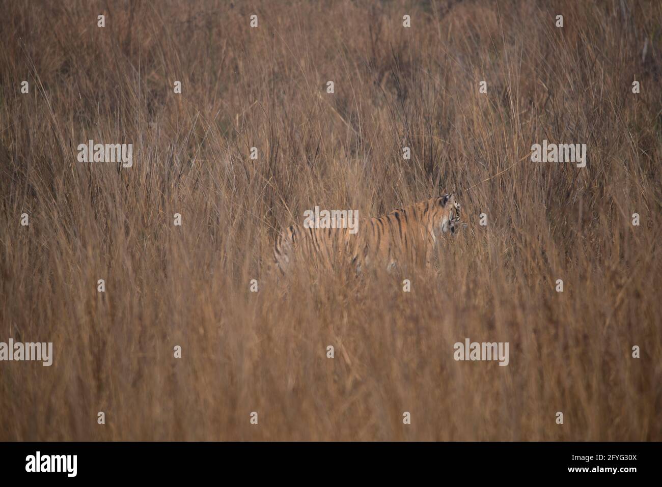 Tiger Camouflage in jungle Stock Photo - Alamy