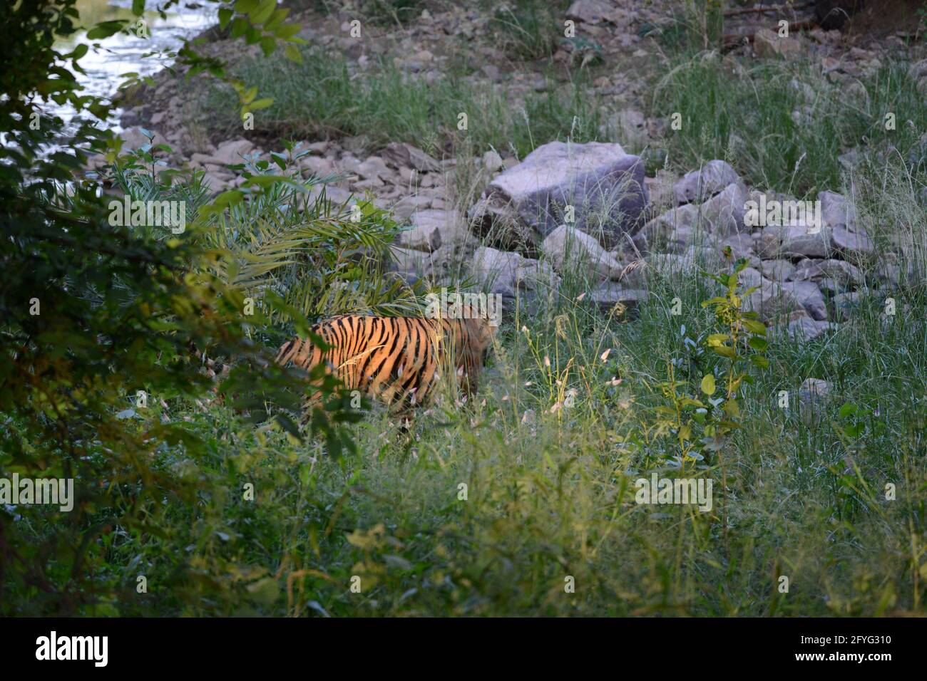Tiger Camouflage in jungle Stock Photo - Alamy