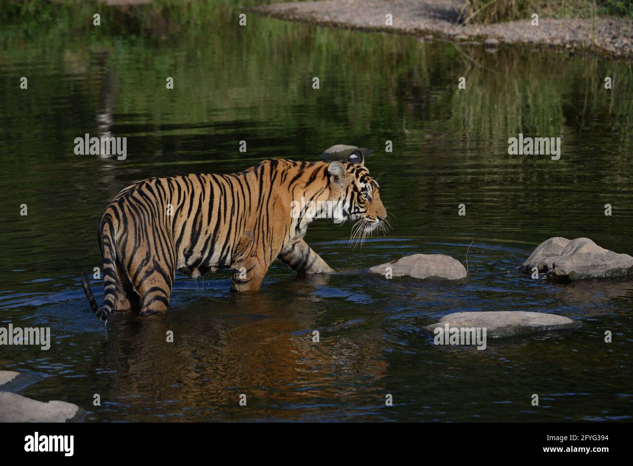 Tiger in jungle pond Stock Photo - Alamy