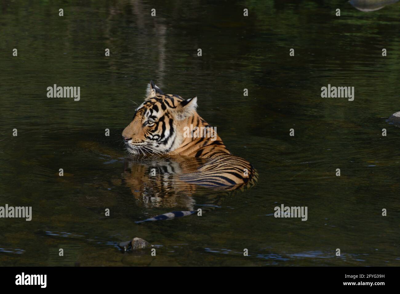 Tiger in jungle pond Stock Photo - Alamy