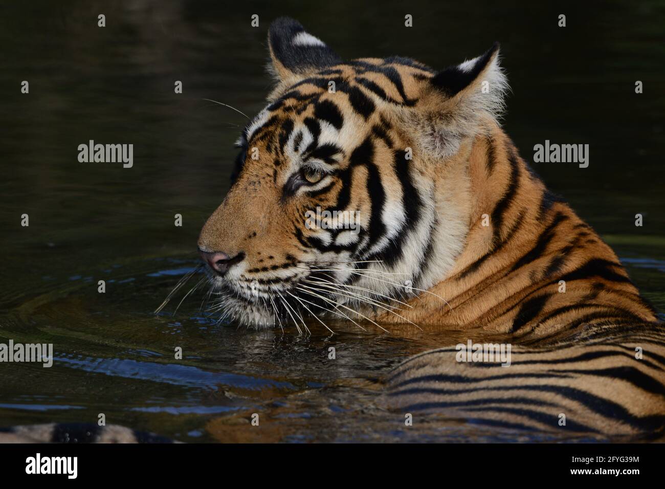 Tiger in jungle pond Stock Photo - Alamy