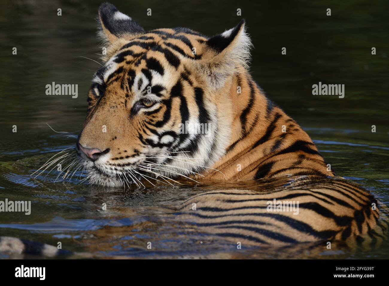 Tiger spotting hi-res stock photography and images - Alamy