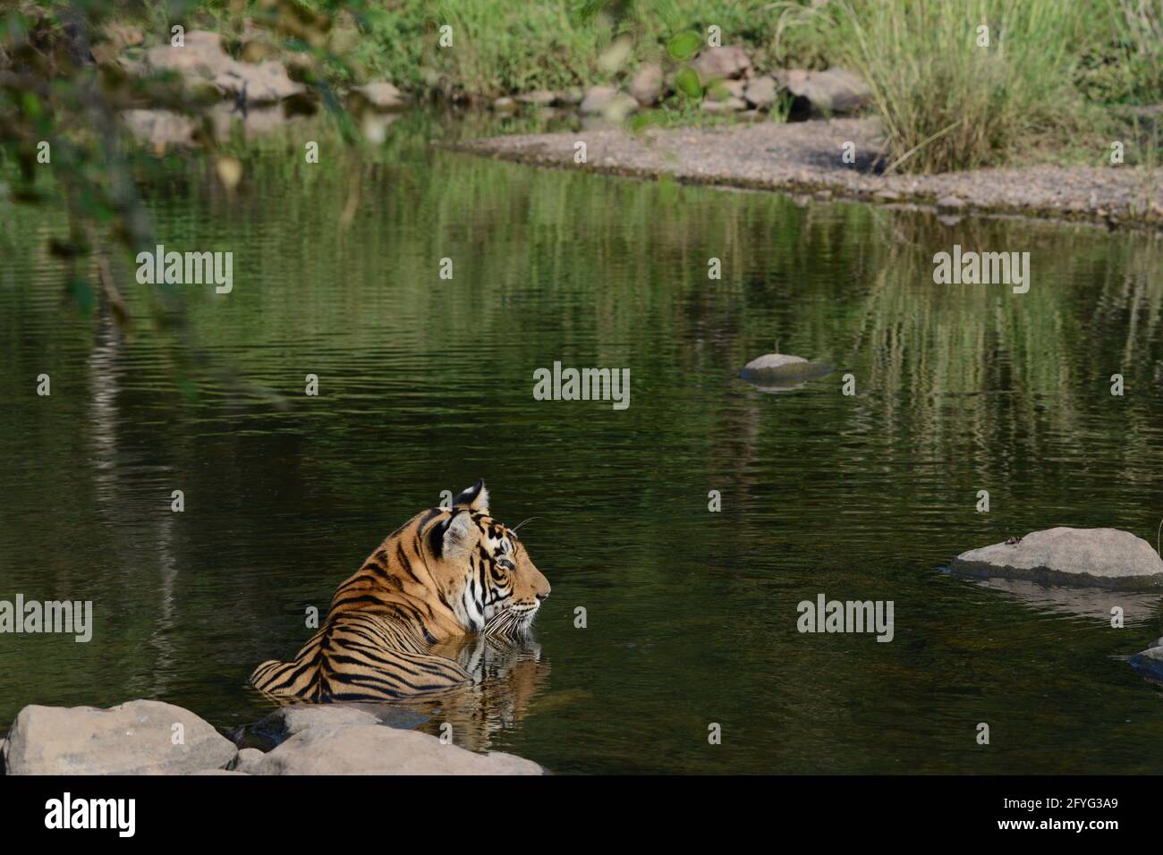Tiger in jungle pond Stock Photo - Alamy