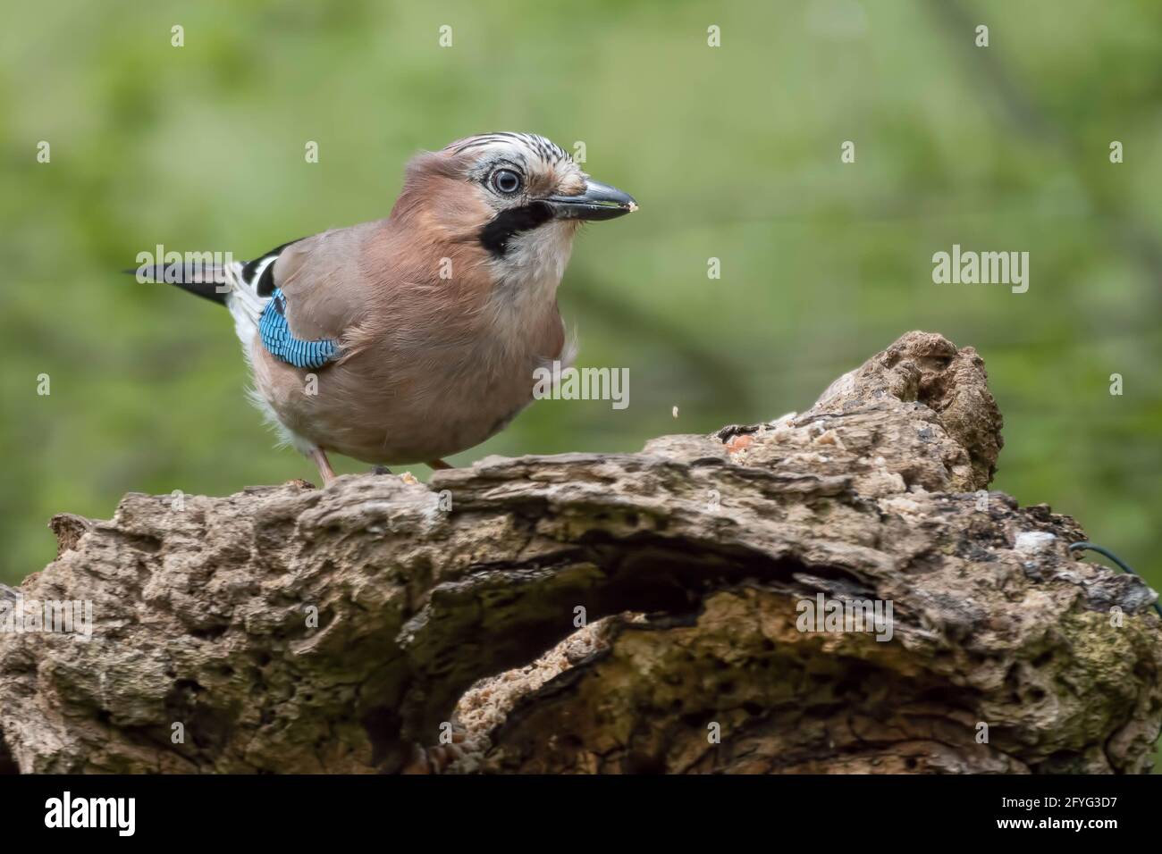 Eurasian jay feathers hi-res stock photography and images - Alamy