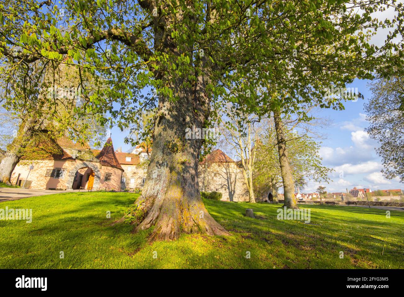 Largeleaf Linden Tree at the west castle gate to the old town of ...
