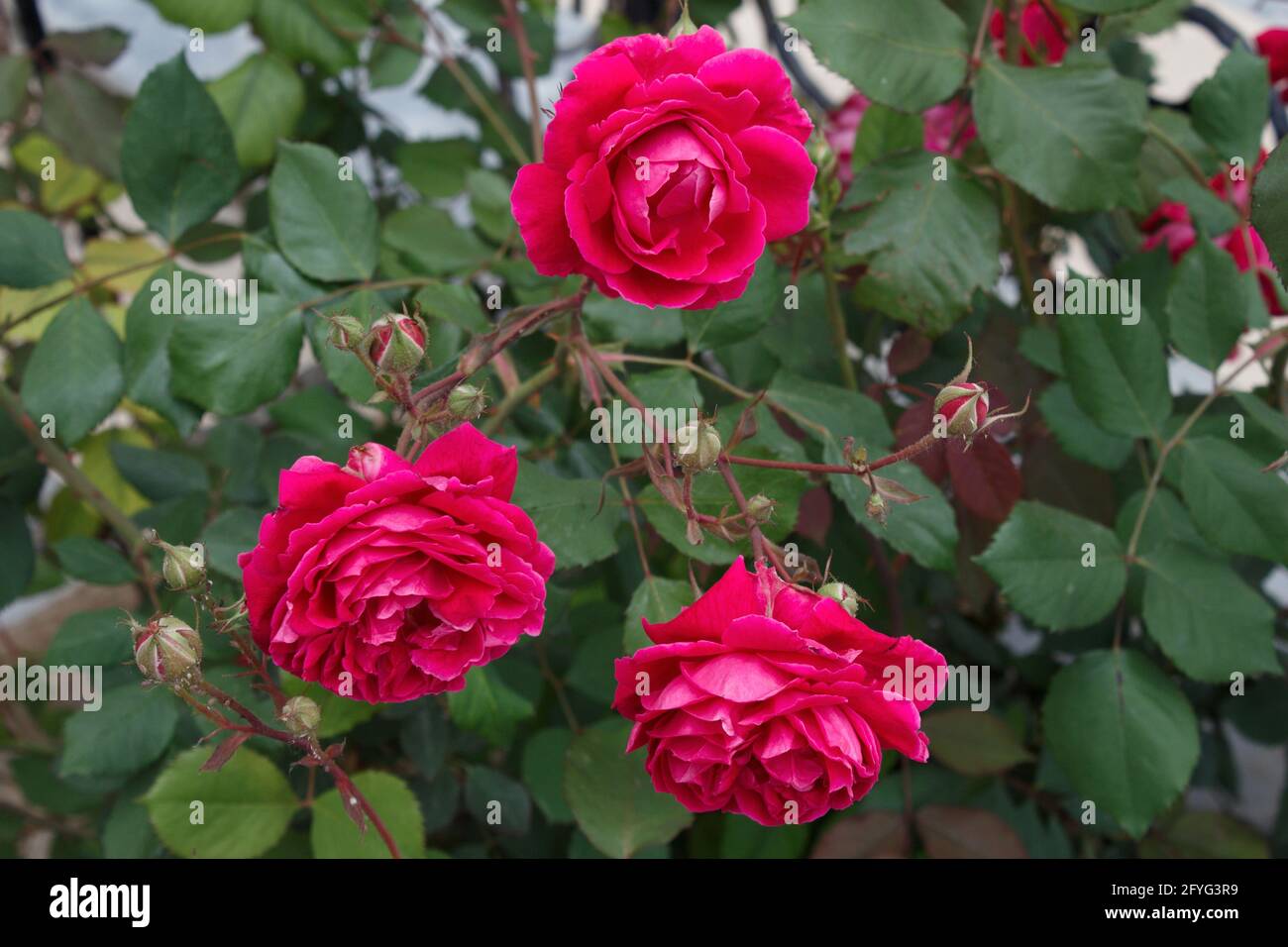 Beautiful red rose bush in garden. Rose flowers background Stock Photo ...