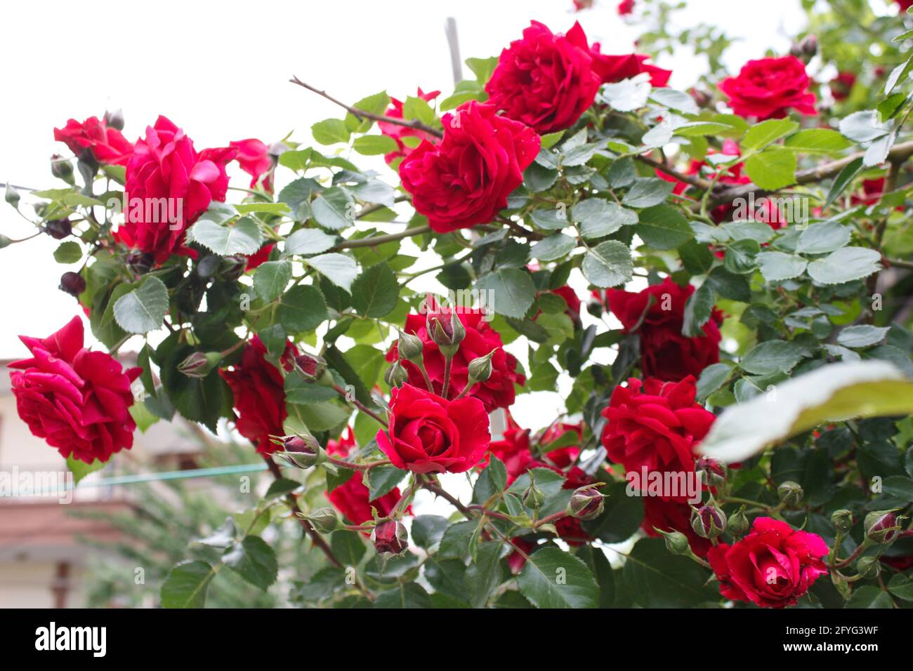 Beautiful red rose bush in garden. Rose flowers background Stock Photo ...