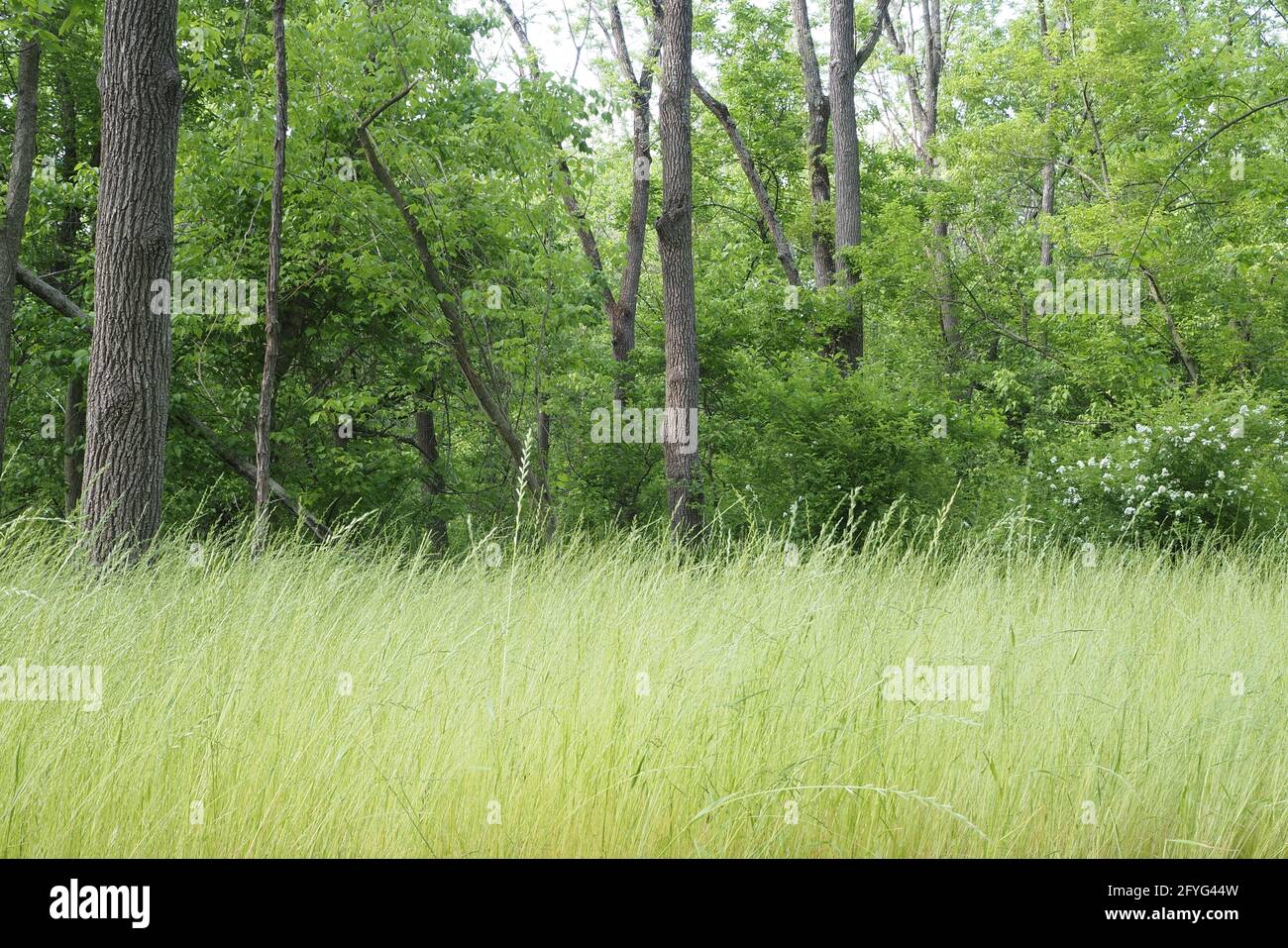 Springtime is a very beautiful time of the year,, There are many new ...