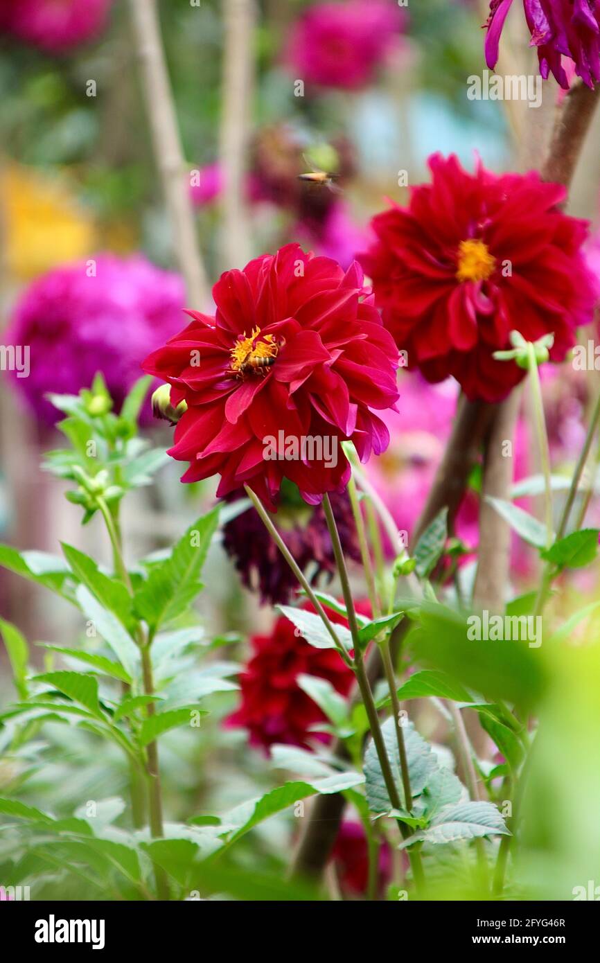 The reign of flowers Stock Photo - Alamy