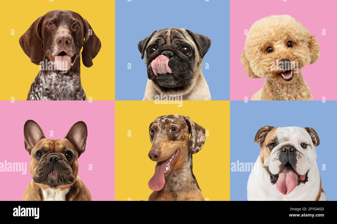 Art collage made of funny dogs different breeds on multicolored studio ...