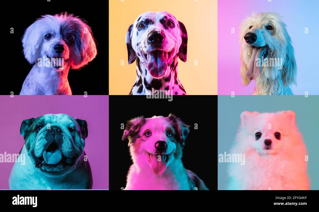 Art collage made of funny dogs different breeds on multicolored studio ...