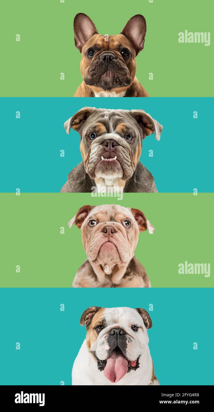 Art collage made of funny dogs different breeds on multicolored studio ...